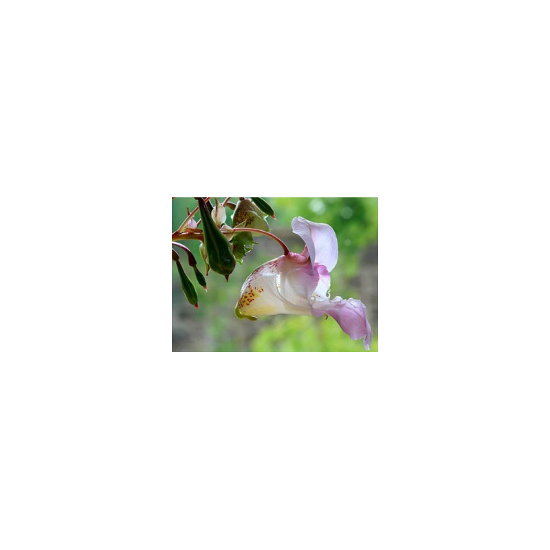 Impatiens